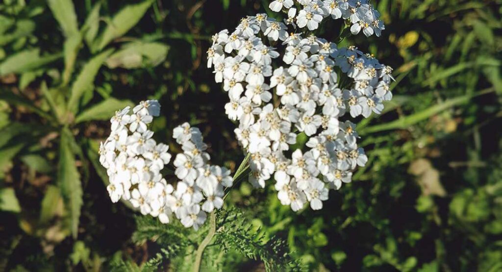 Chrzan pospolity - Ogród Botaniczny Uniwersytetu Warszawskiegi