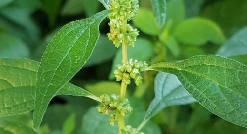 Parietaria lekarska - Ogród Botaniczny Uniwersytetu Warszawskiegi