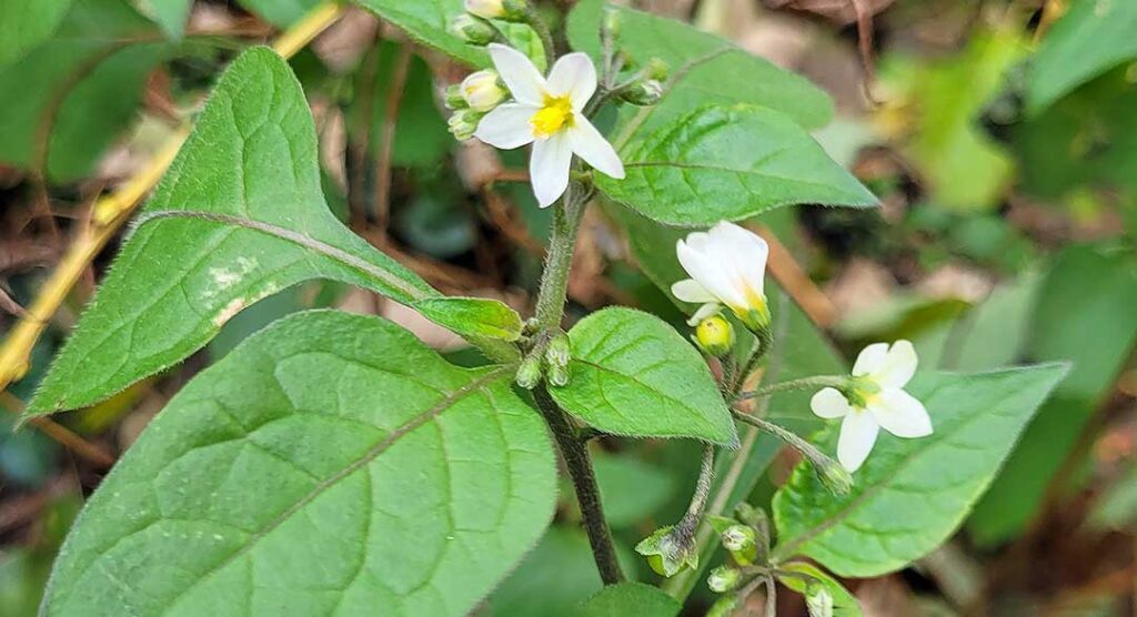 Mierznica czarna - Ogród Botaniczny Uniwersytetu Warszawskiegi