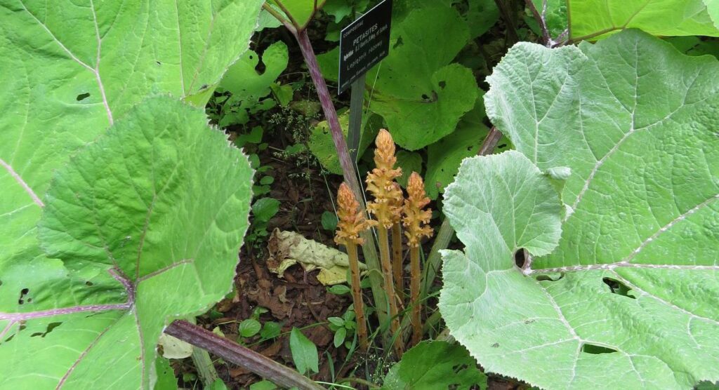 Zaraza żółta - Ogród Botaniczny Uniwersytetu Warszawskiegi