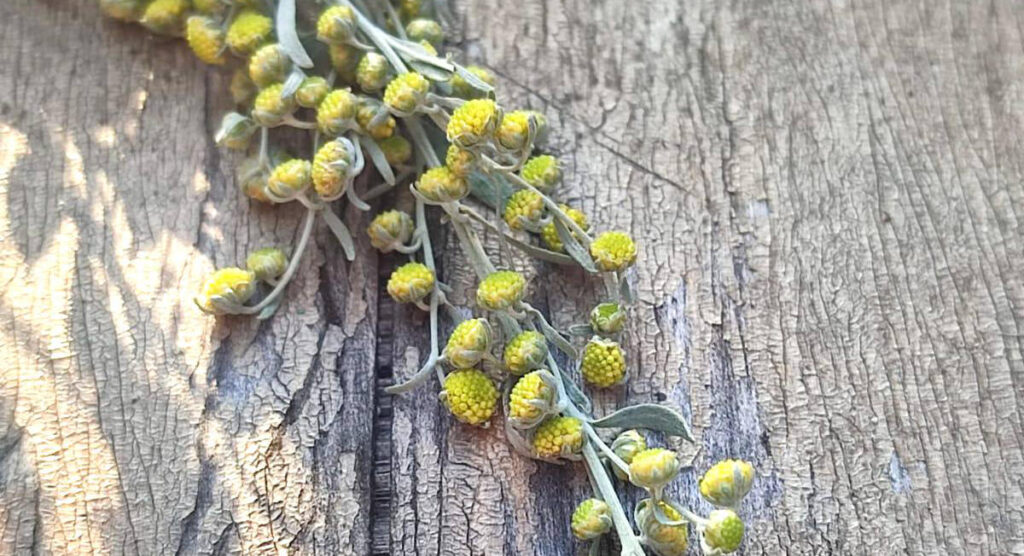 Bylica piołun - Ogród Botaniczny Uniwersytetu Warszawskiego