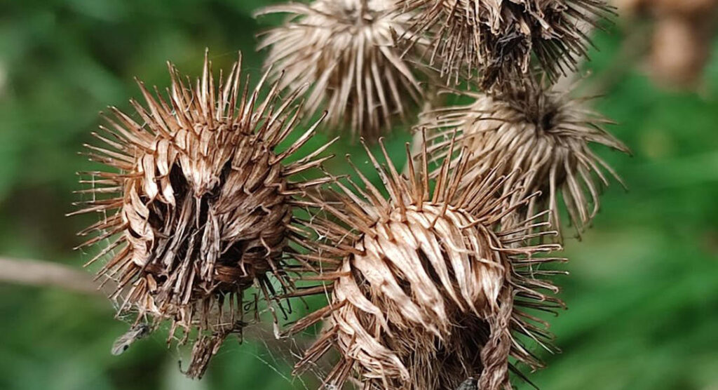 Łopian większy - Ogród Botaniczny Uniwersytetu Warszawskiego