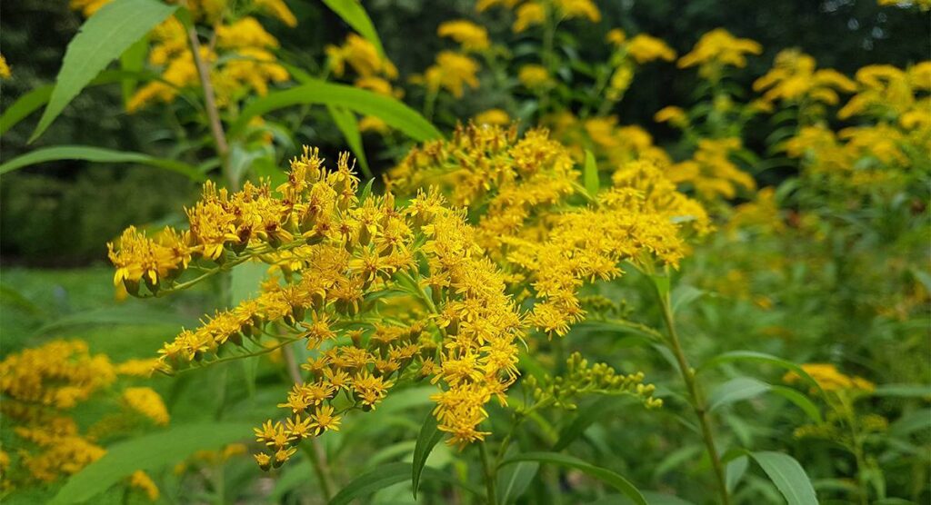Nawłoć późna i kanadyjska - Ogród Botaniczny Uniwersytetu Warszawskiego