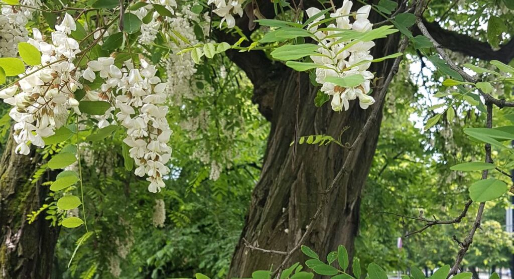 Robinia akacjowa - Ogród Botaniczny Uniwersytetu Warszawskiego