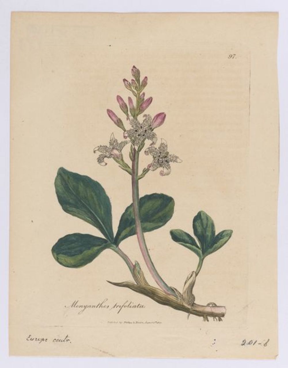 Bobrek trójlistkowy - Ogród Botaniczny Uniwersytetu Warszawskiego