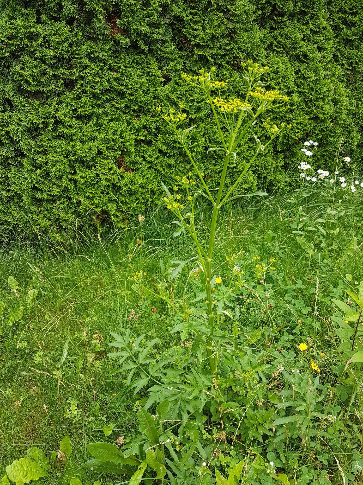 Pasternak zwyczajny - Ogród Botaniczny Uniwersytetu Warszawskiego