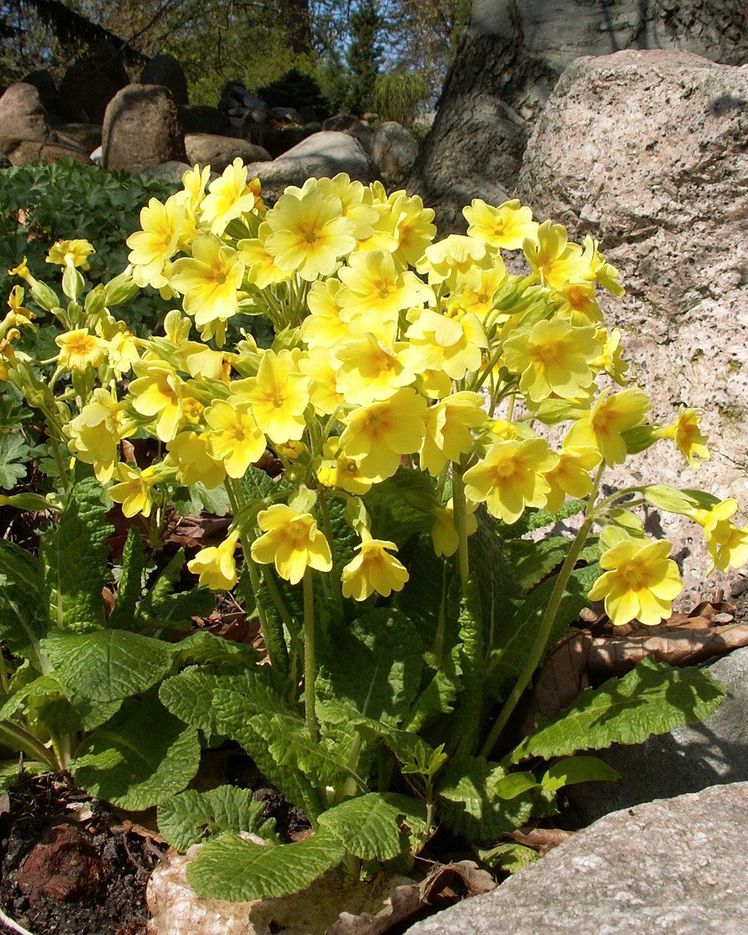 Pierwiosnki - Ogród Botaniczny Uniwersytetu Warszawskiego