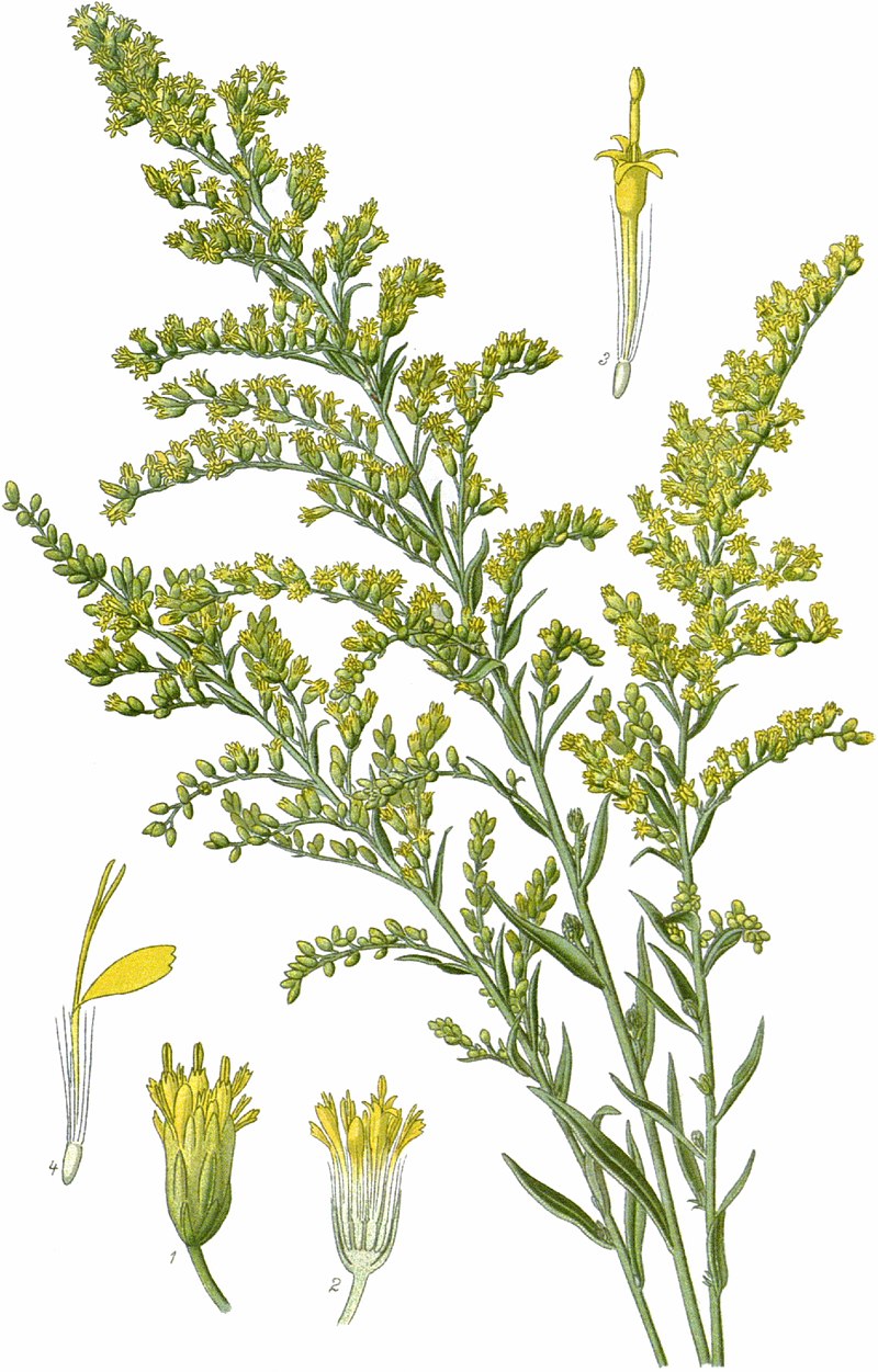 Nawłoć późna i kanadyjska - Ogród Botaniczny Uniwersytetu Warszawskiego