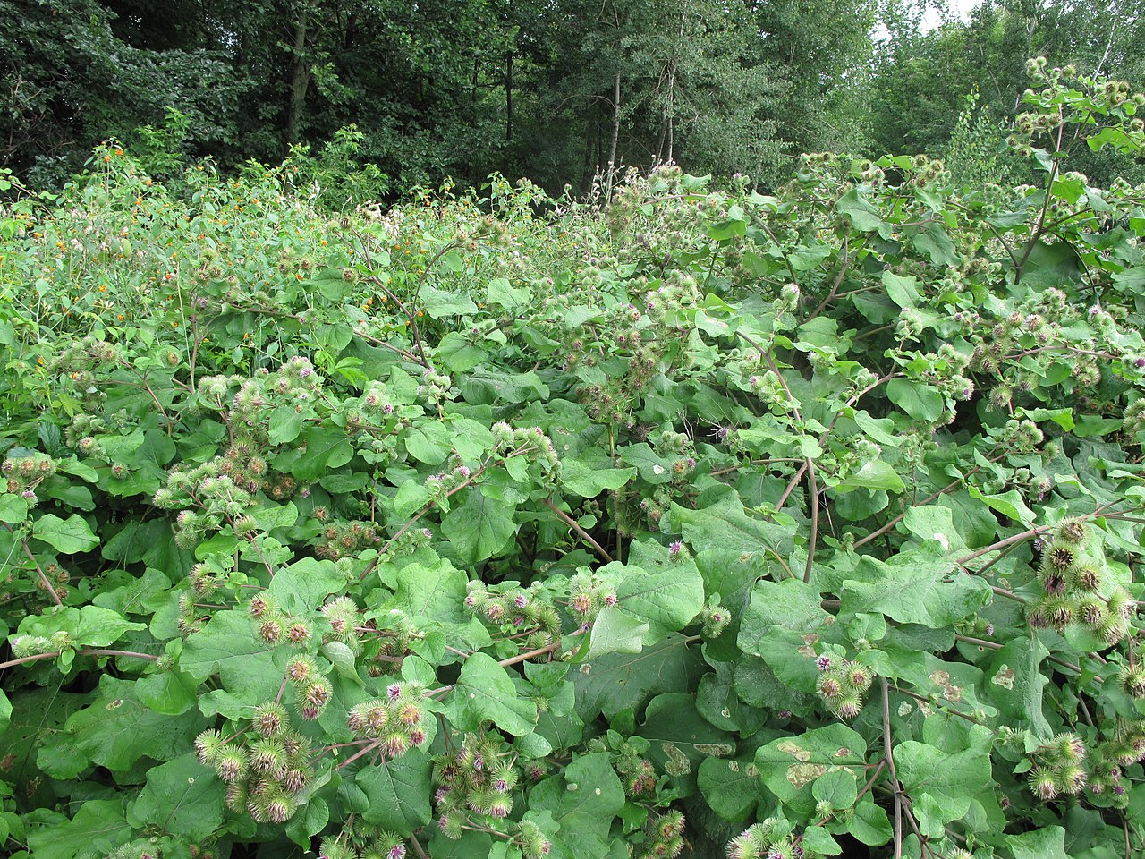 Łopian większy - Ogród Botaniczny Uniwersytetu Warszawskiego