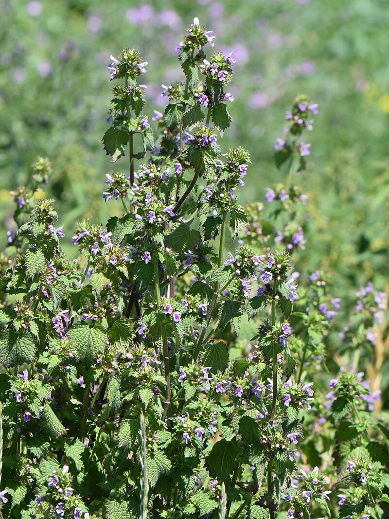 Mierznica czarna - Ogród Botaniczny Uniwersytetu Warszawskiego