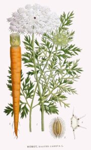Marchew zwyczajna - Ogród Botaniczny Uniwersytetu Warszawskiego