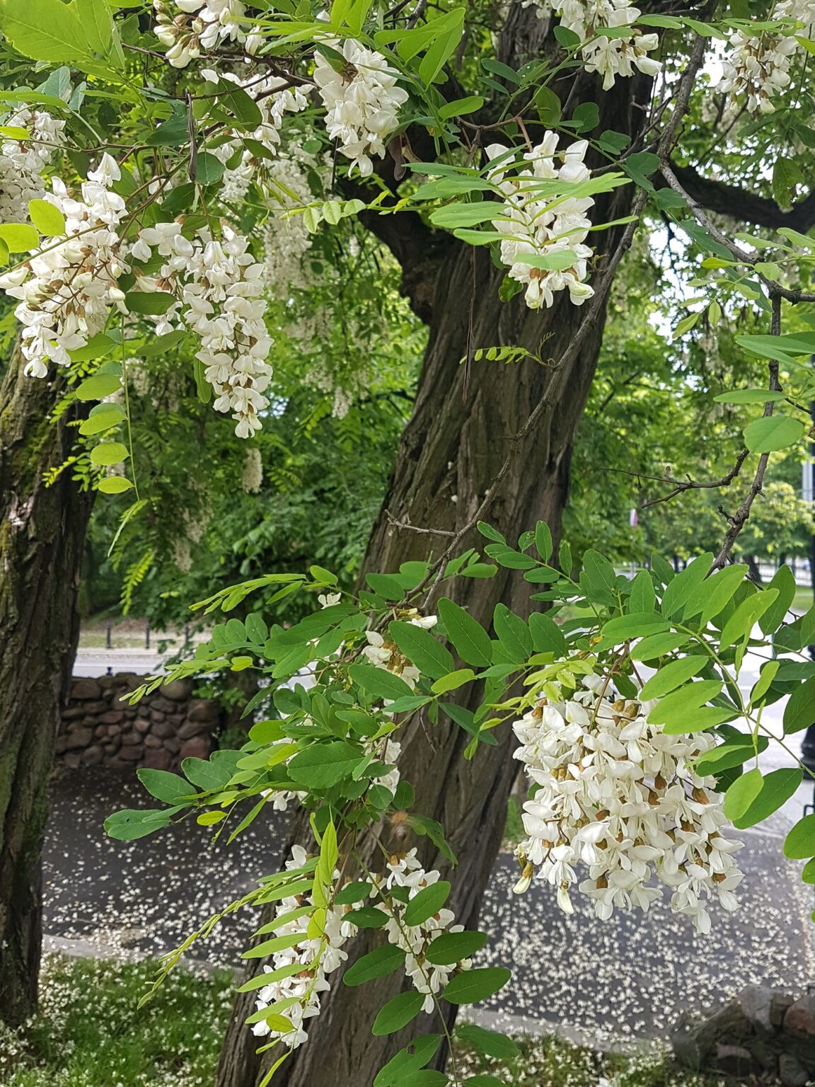 Robinia akacjowa - Ogród Botaniczny Uniwersytetu Warszawskiego