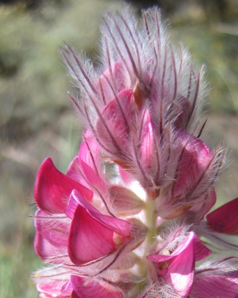 Kreteńskie endemity - Ogród Botaniczny Uniwersytetu Warszawskiego