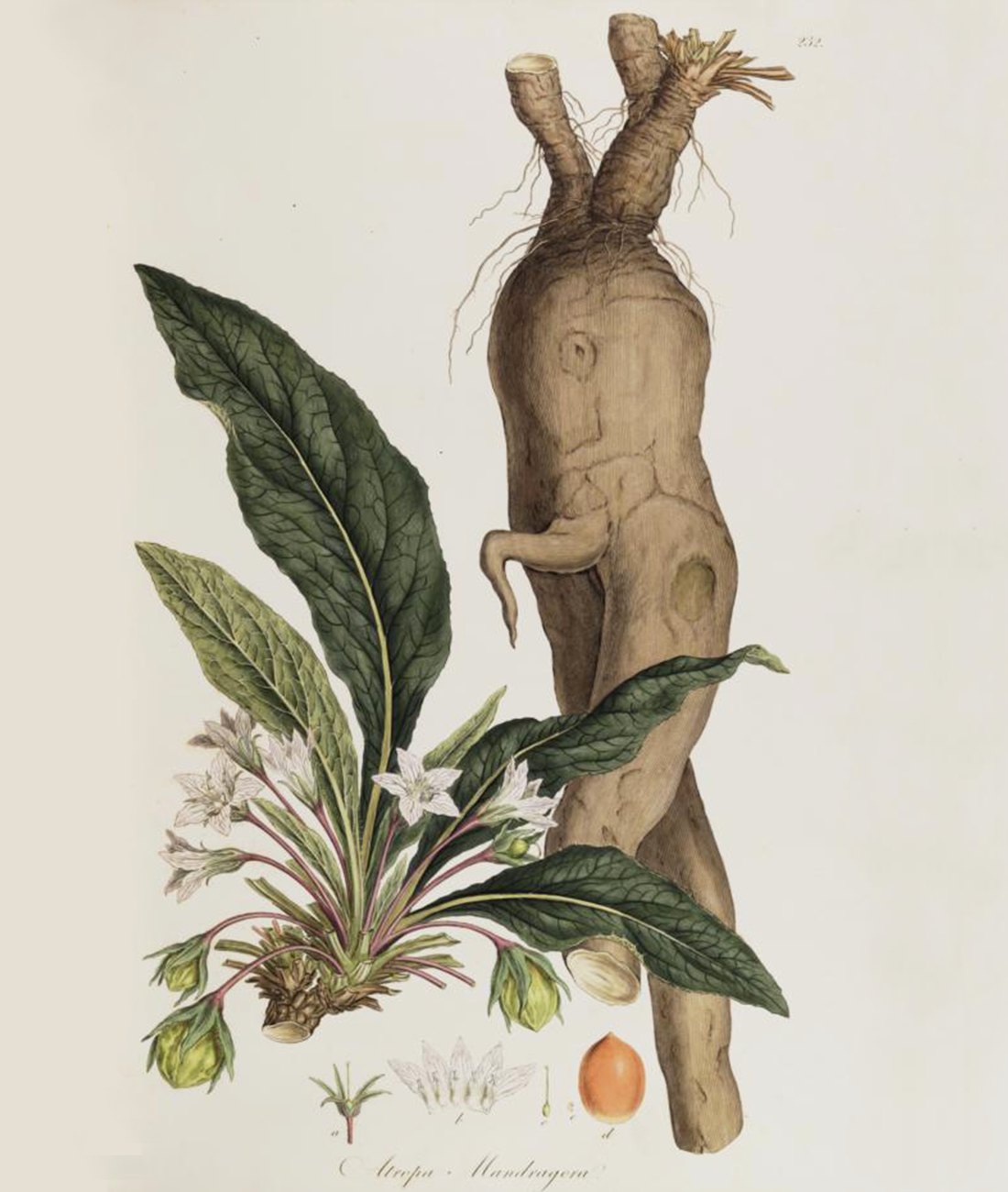 Mandragora - Ogród Botaniczny Uniwersytetu Warszawskiego