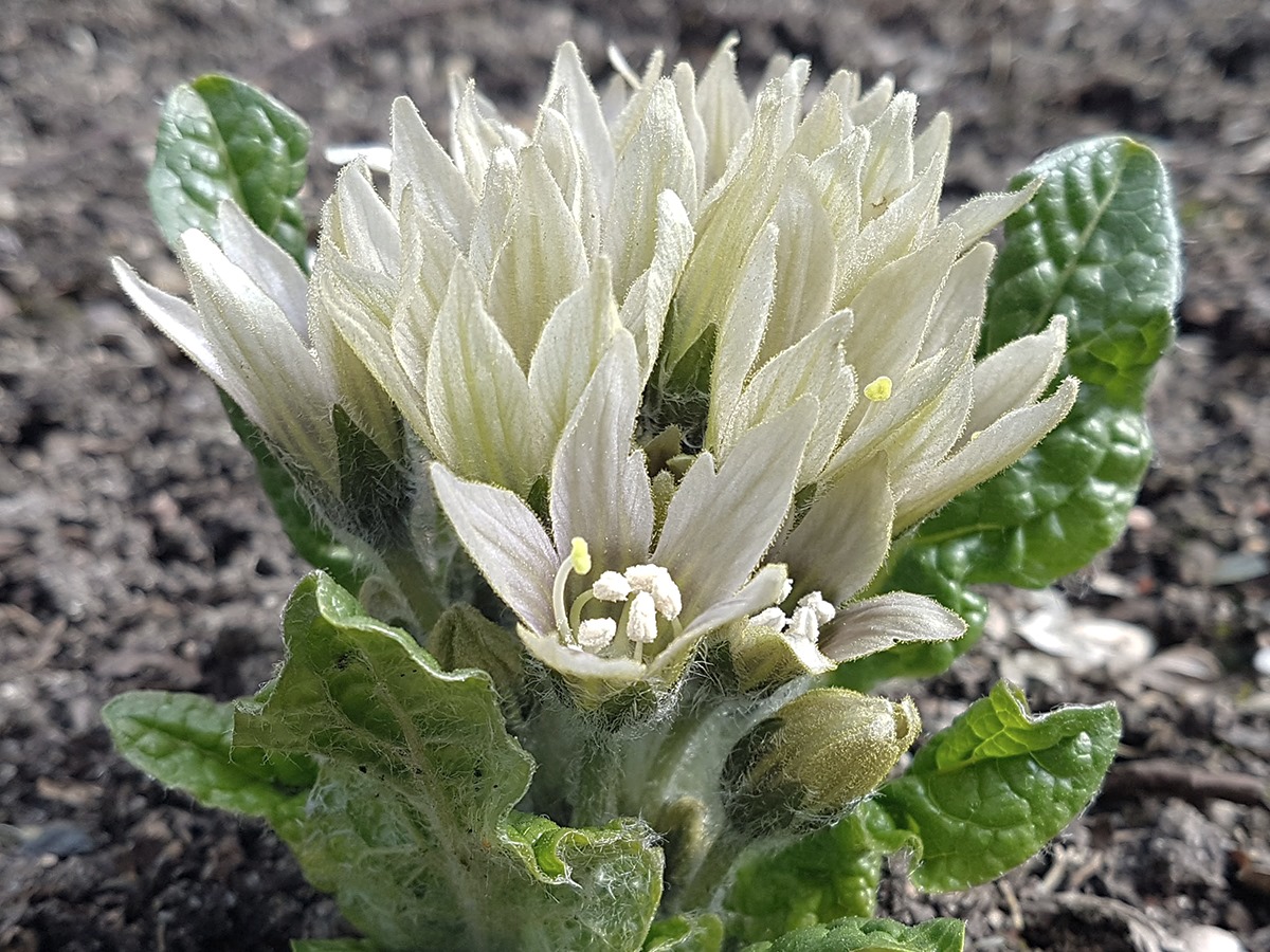 Mandragora - Ogród Botaniczny Uniwersytetu Warszawskiego